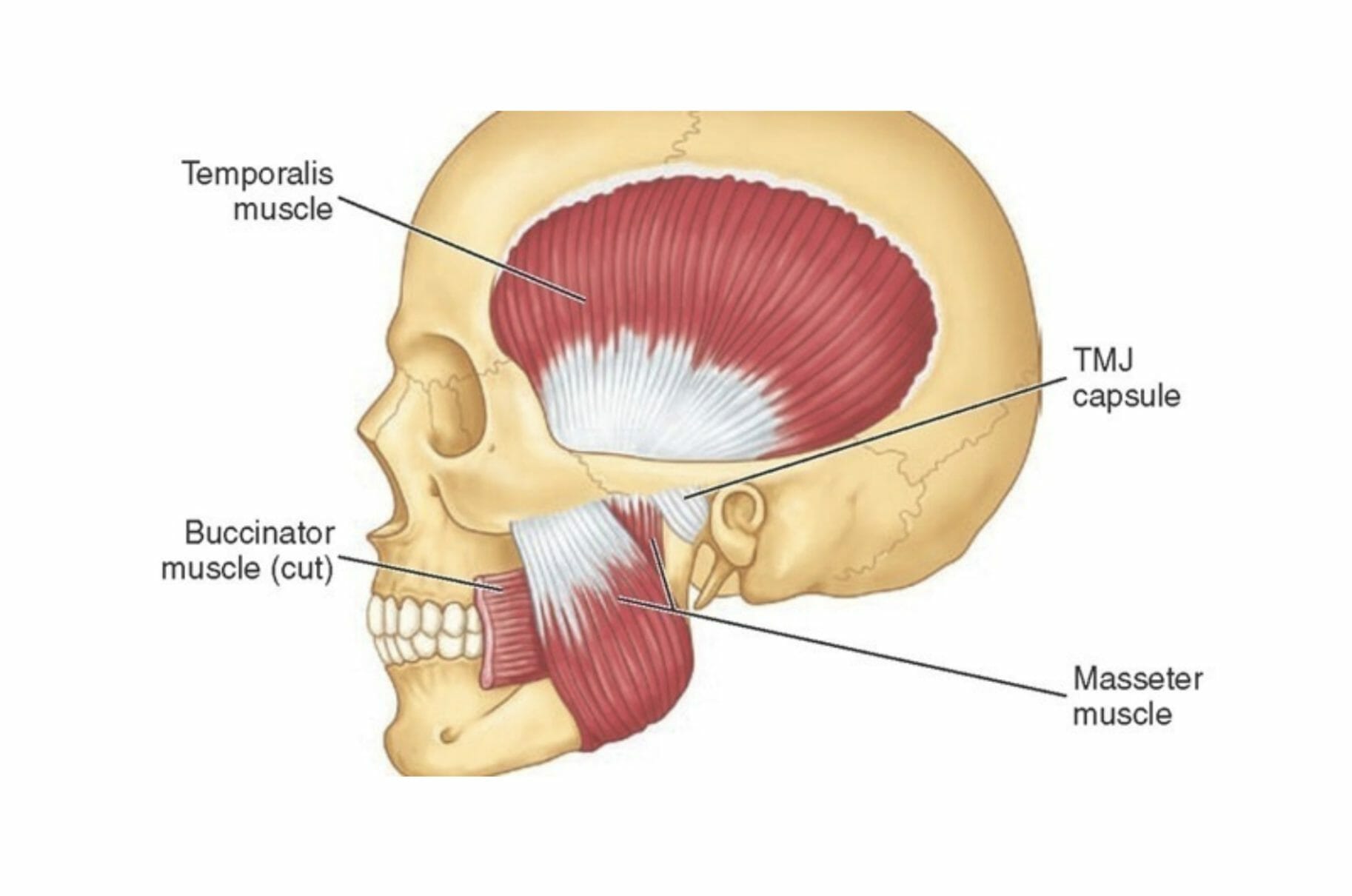 What Does Clenching and Grinding Your Teeth Do?